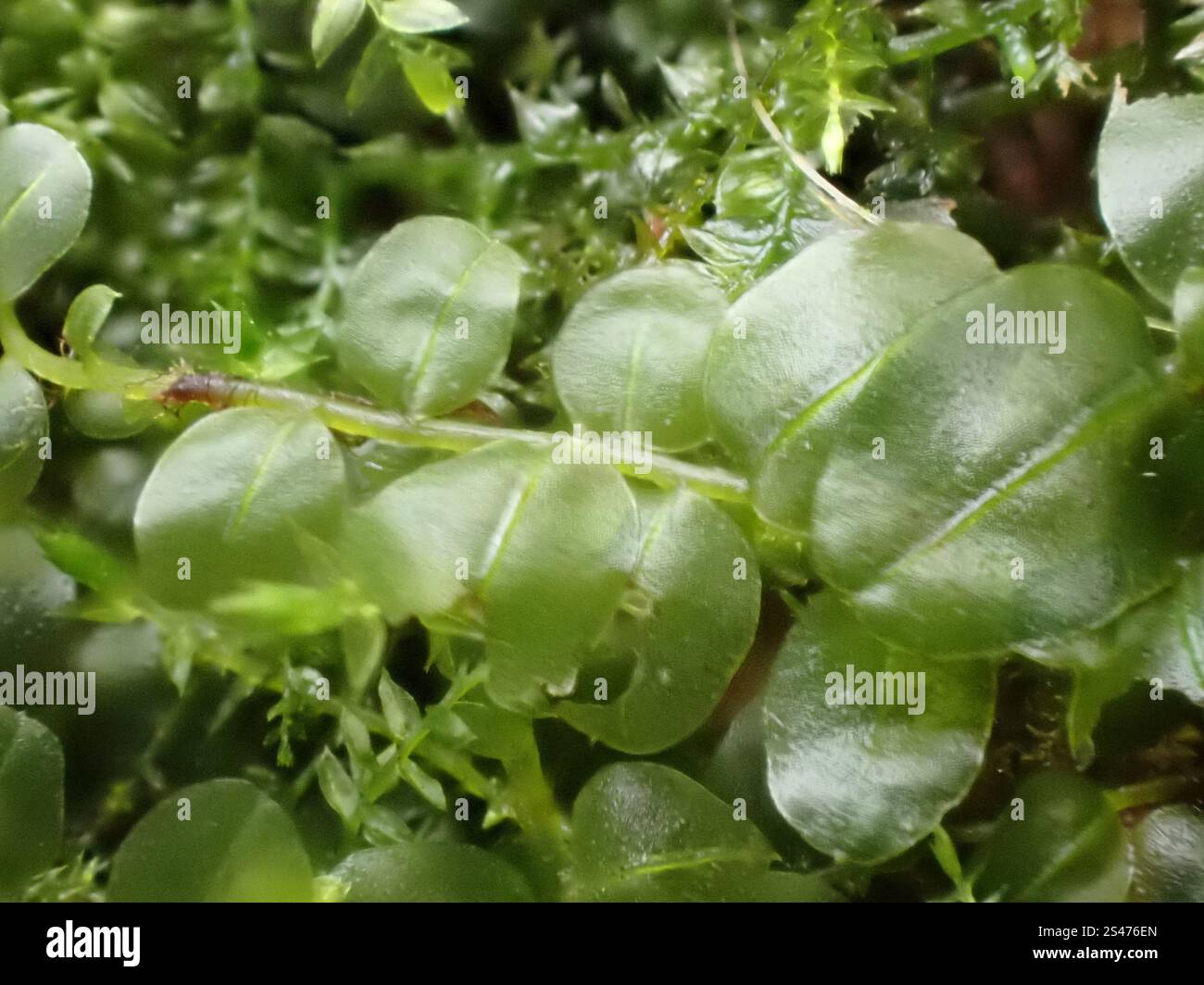 Long-beaked Thyme-moss (Plagiomnium rostratum Stock Photo - Alamy