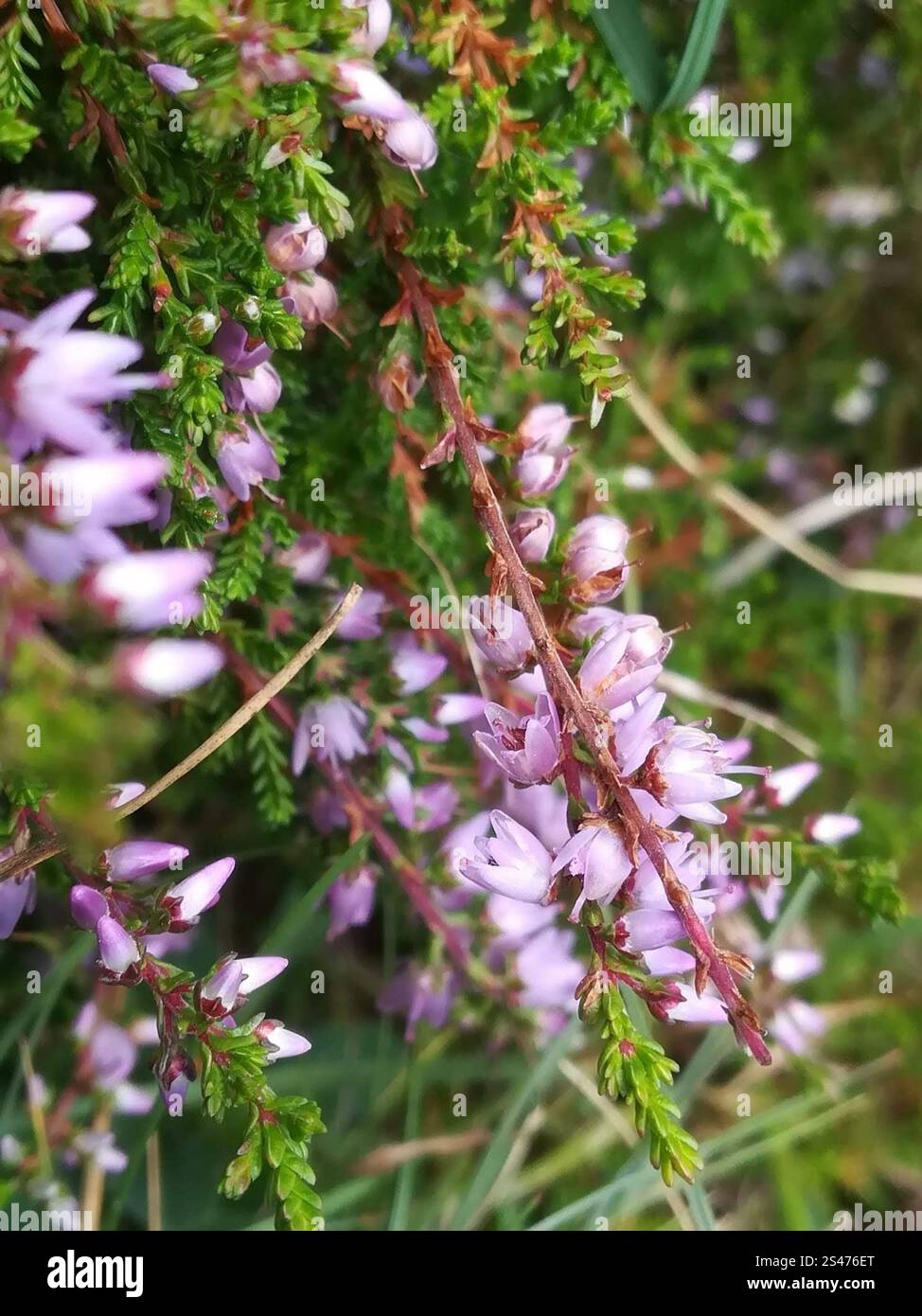 common heather (Calluna vulgaris Stock Photo - Alamy