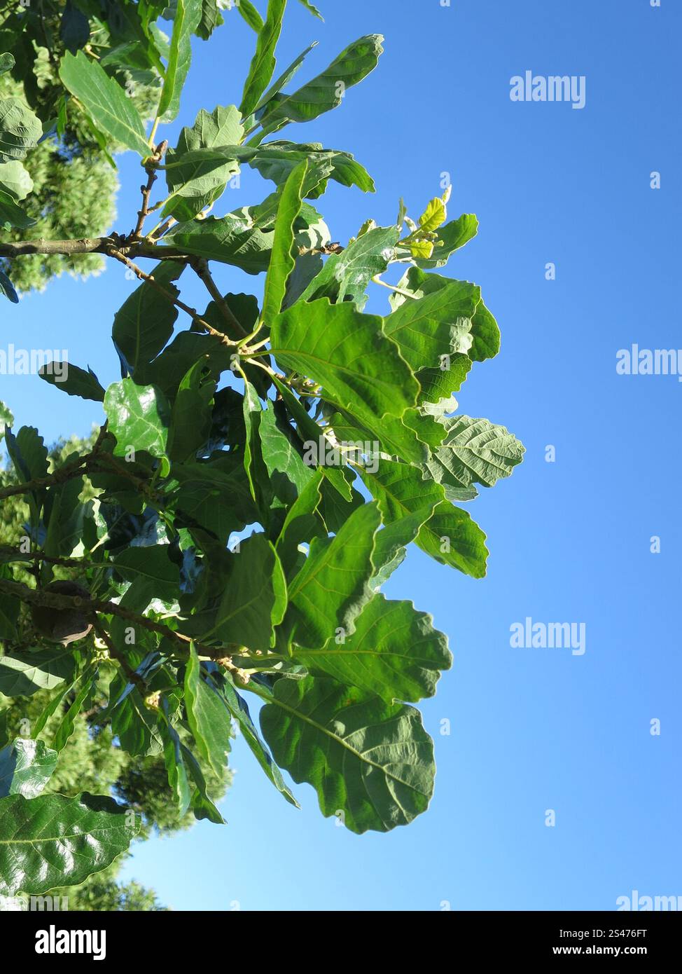 Moroccan Gall Oak (Quercus × tlemcenensis Stock Photo - Alamy