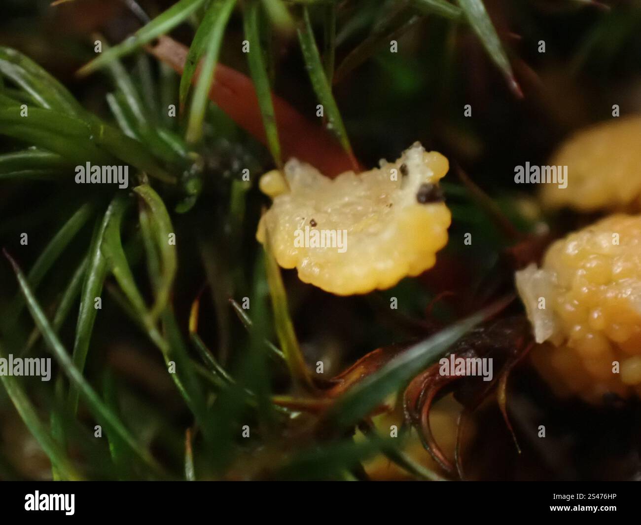 slime molds (Mycetozoa Stock Photo - Alamy
