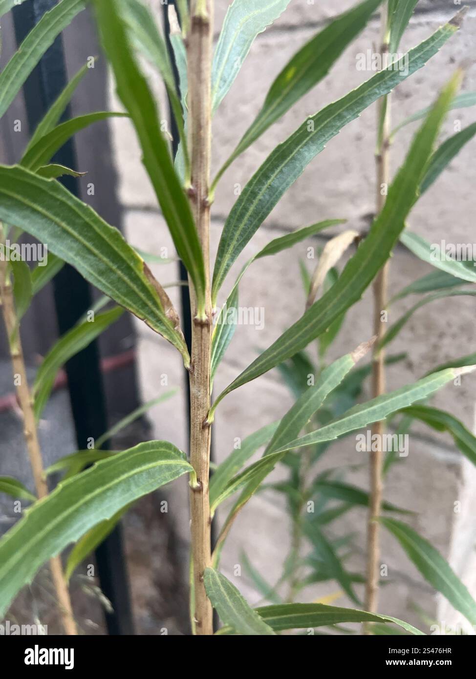 mule fat (Baccharis salicifolia Stock Photo - Alamy