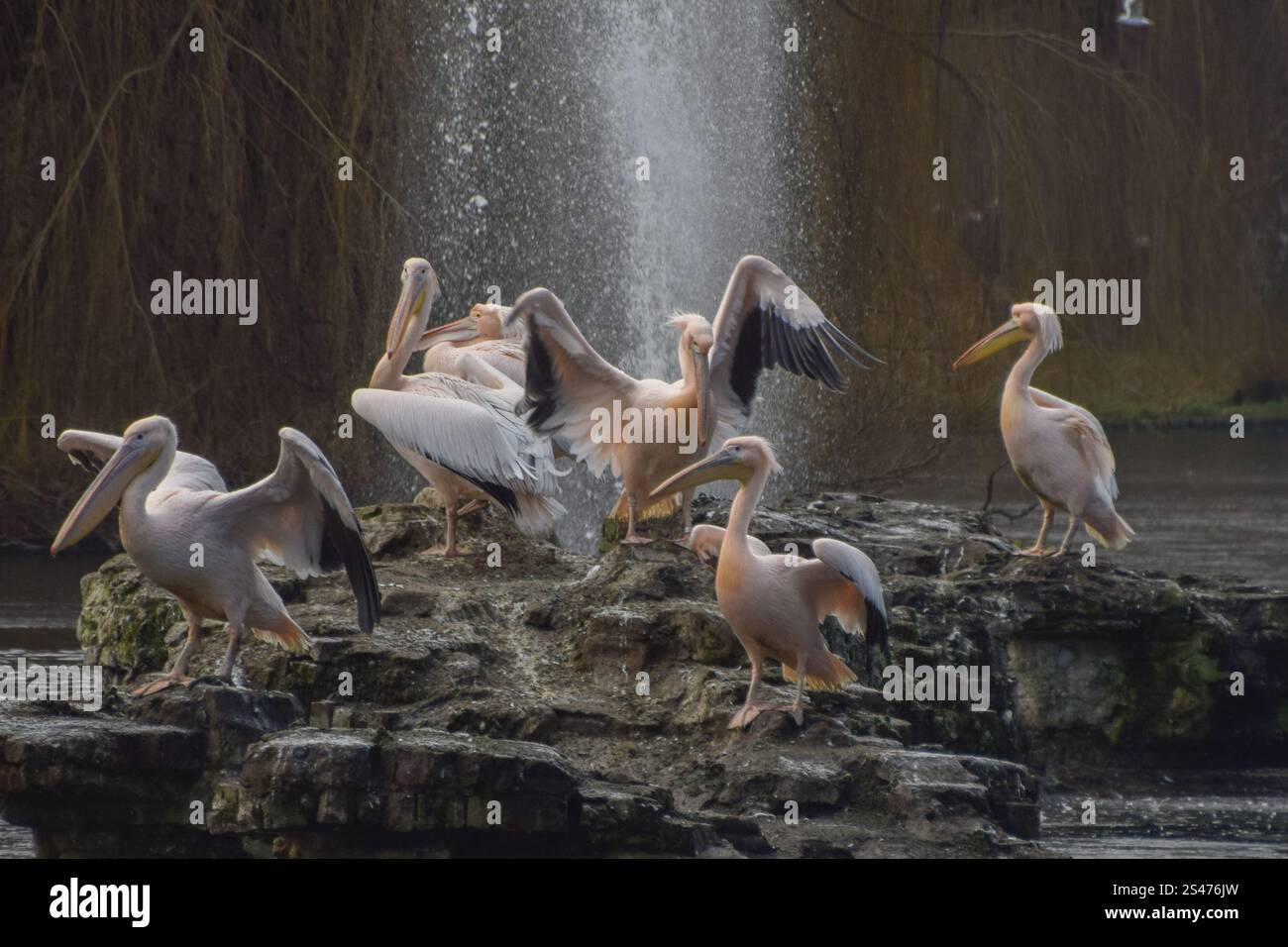 London, UK. 10th Jan, 2025. Resident pelicans rest on the rock in the ...