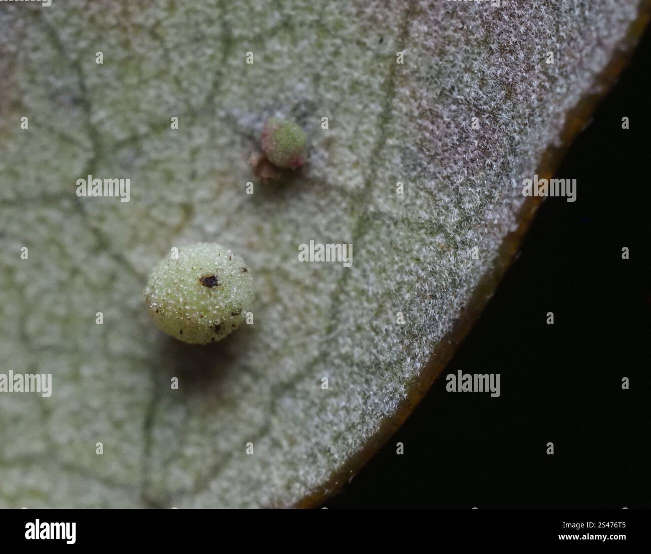 (Neuroterus saltatorius texanus Stock Photo - Alamy