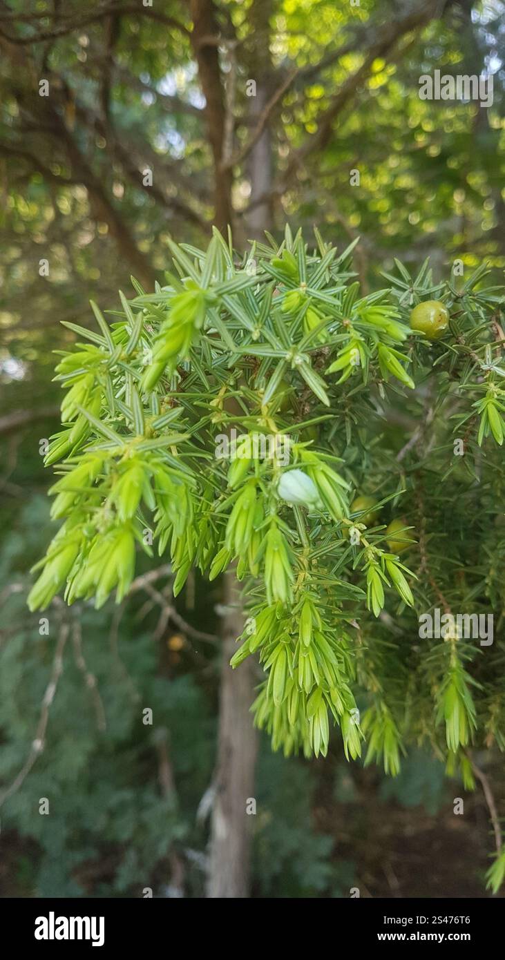 western prickly juniper (Juniperus oxycedrus Stock Photo - Alamy