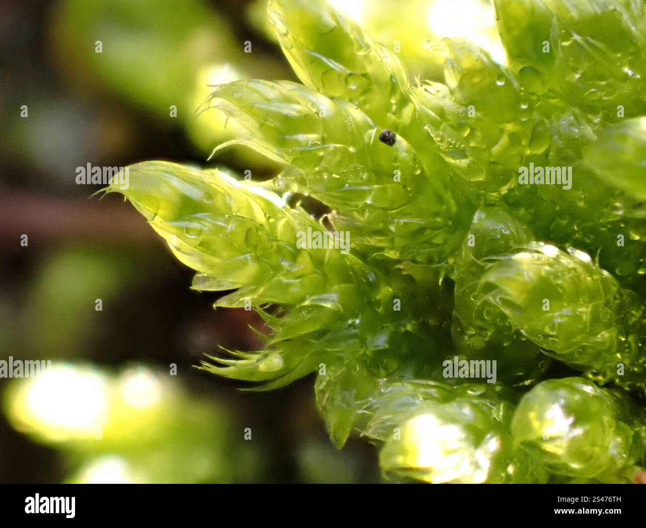 Cypress-leaved Plait-moss (Hypnum cupressiforme Stock Photo - Alamy