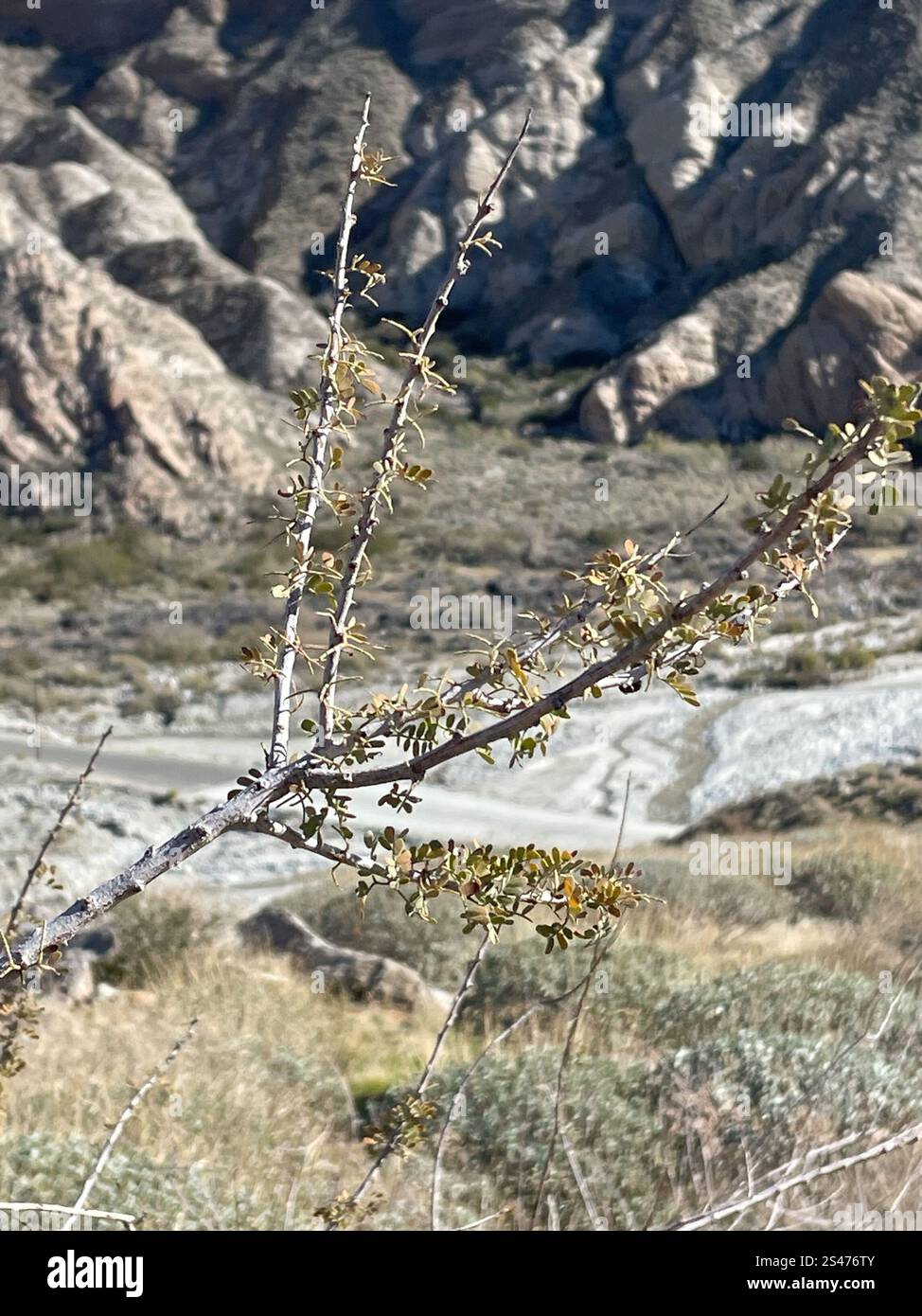 Catclaw Acacia (Senegalia greggii Stock Photo - Alamy
