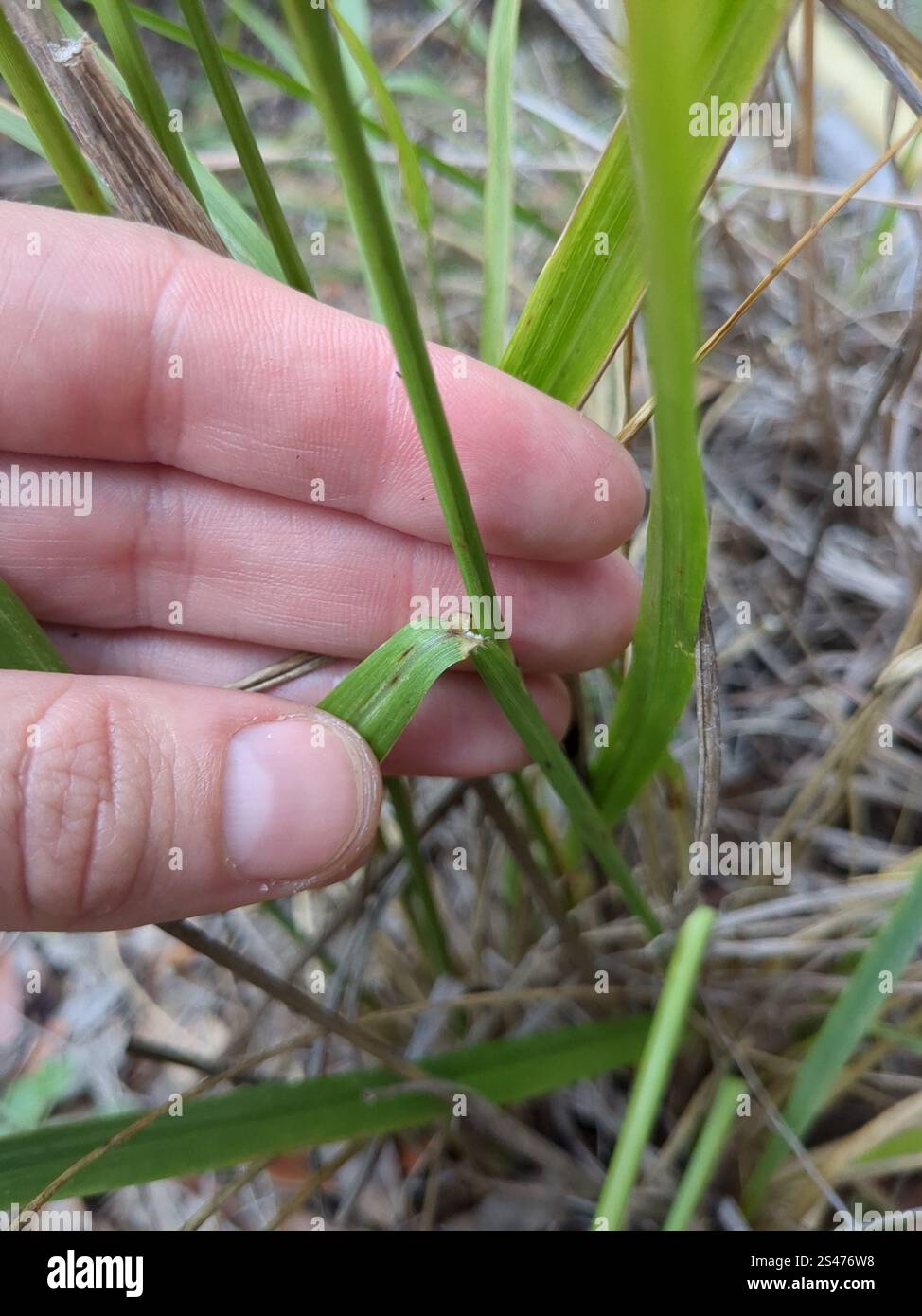 purpletop tridens (Tridens flavus Stock Photo - Alamy