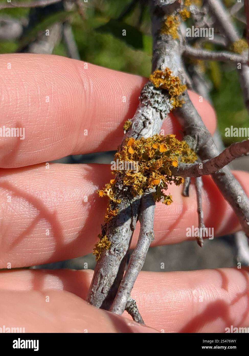 Golden-eye Lichen (Teloschistes chrysophthalmus Stock Photo - Alamy