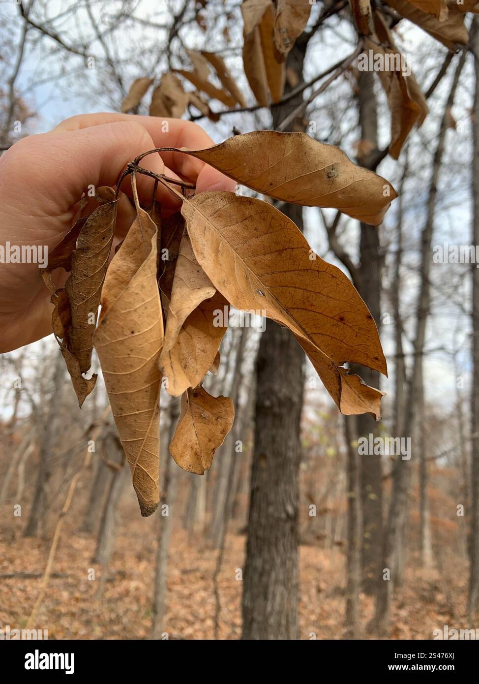 shingle oak (Quercus imbricaria Stock Photo - Alamy