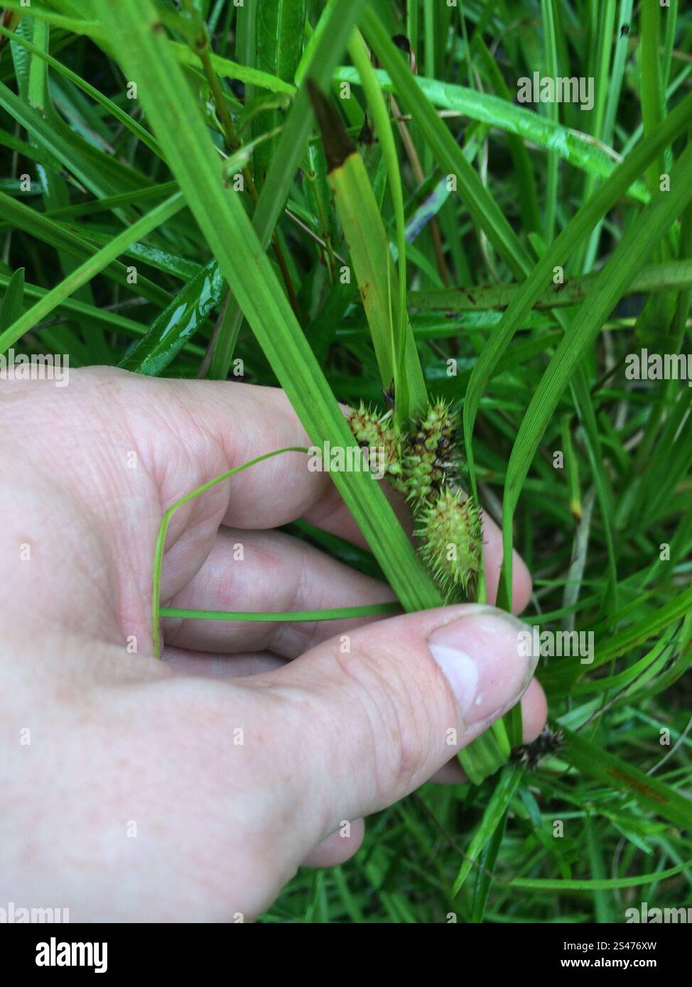 golden cattail sedge (Carex aureolensis Stock Photo - Alamy