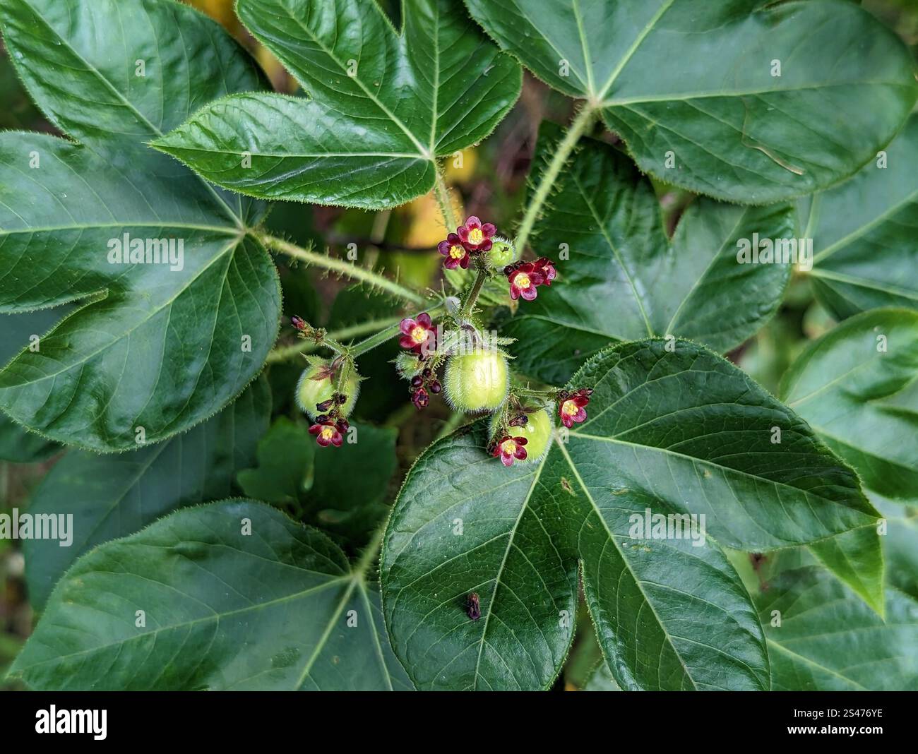 Bellyache Bush (Jatropha gossypiifolia Stock Photo - Alamy