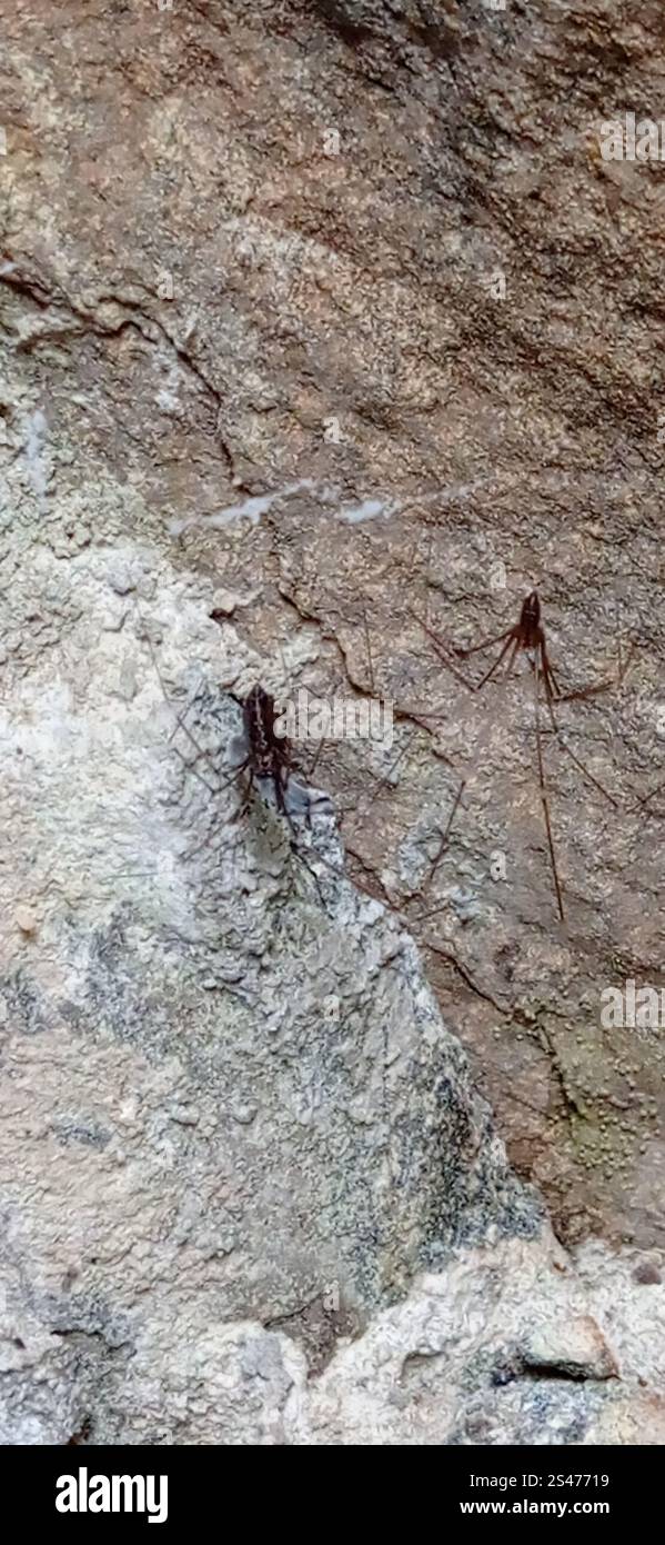 Cellar Spiders (Pholcidae Stock Photo - Alamy