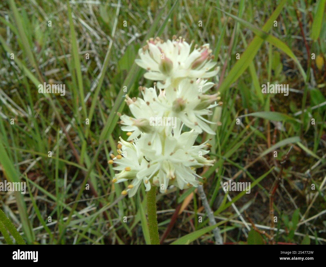 Sticky False Asphodel (Triantha glutinosa Stock Photo - Alamy