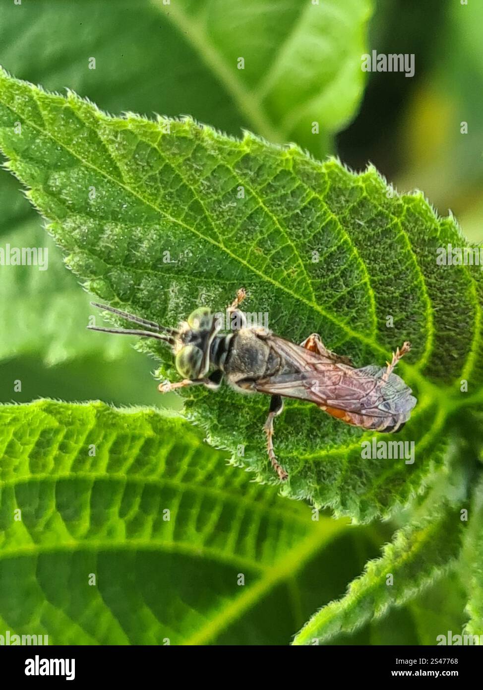 Square-headed Wasps, Sand Wasps, and Allies (Crabronidae Stock Photo ...