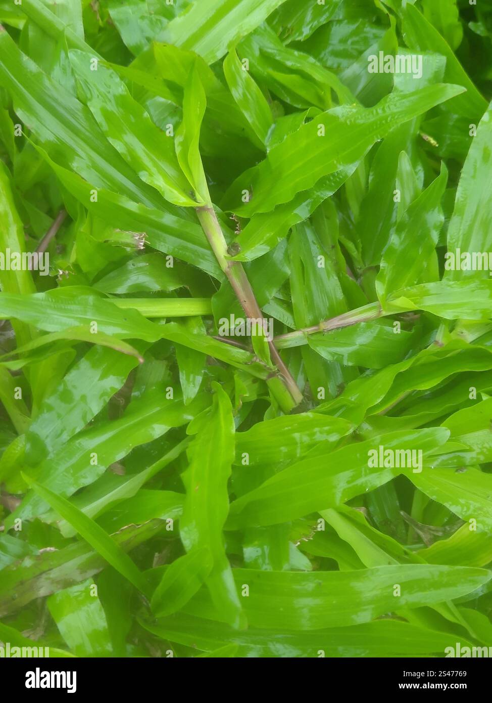 broadleaf carpetgrass (Axonopus compressus Stock Photo - Alamy