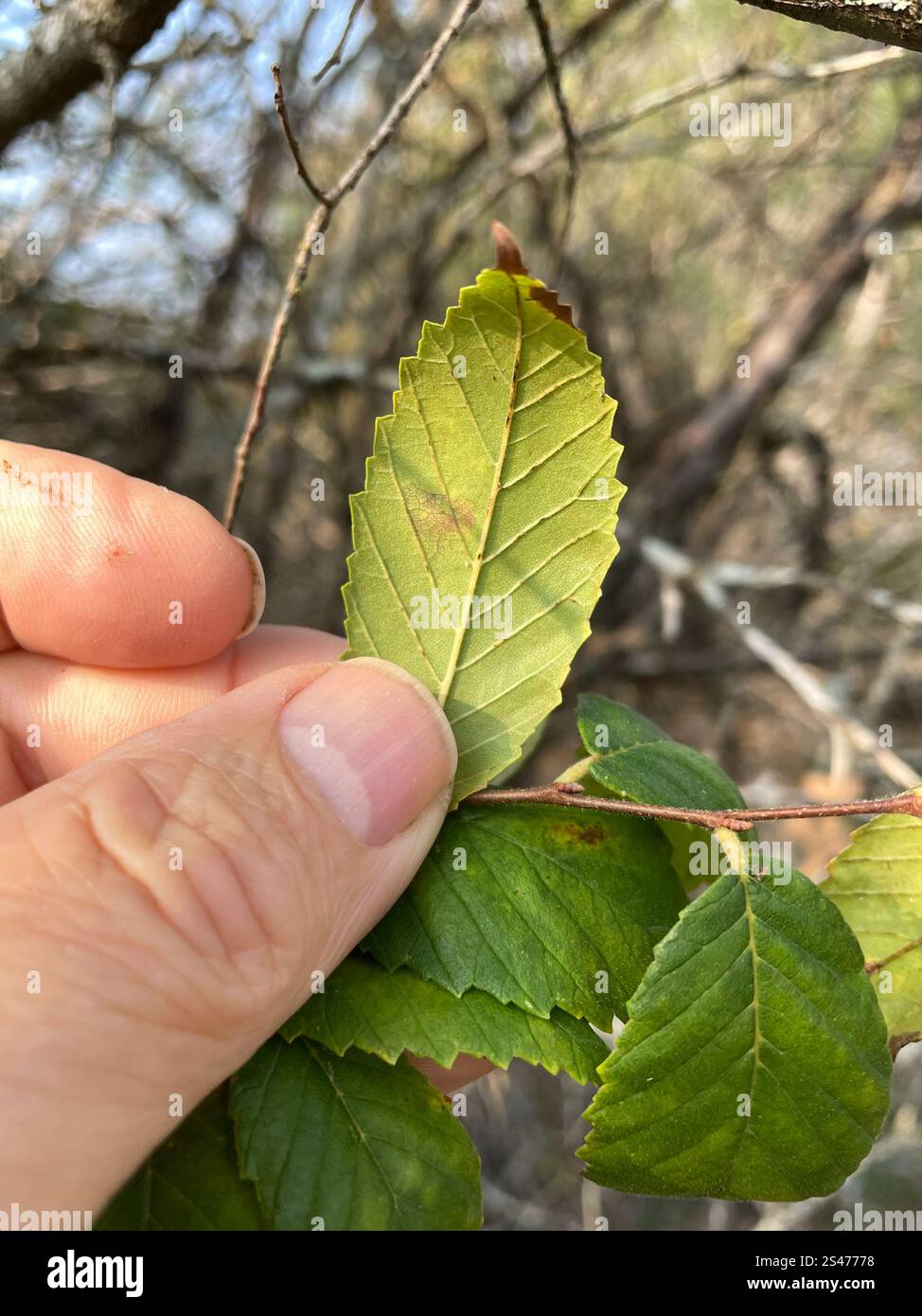 Ulmaceae family hi-res stock photography and images - Alamy