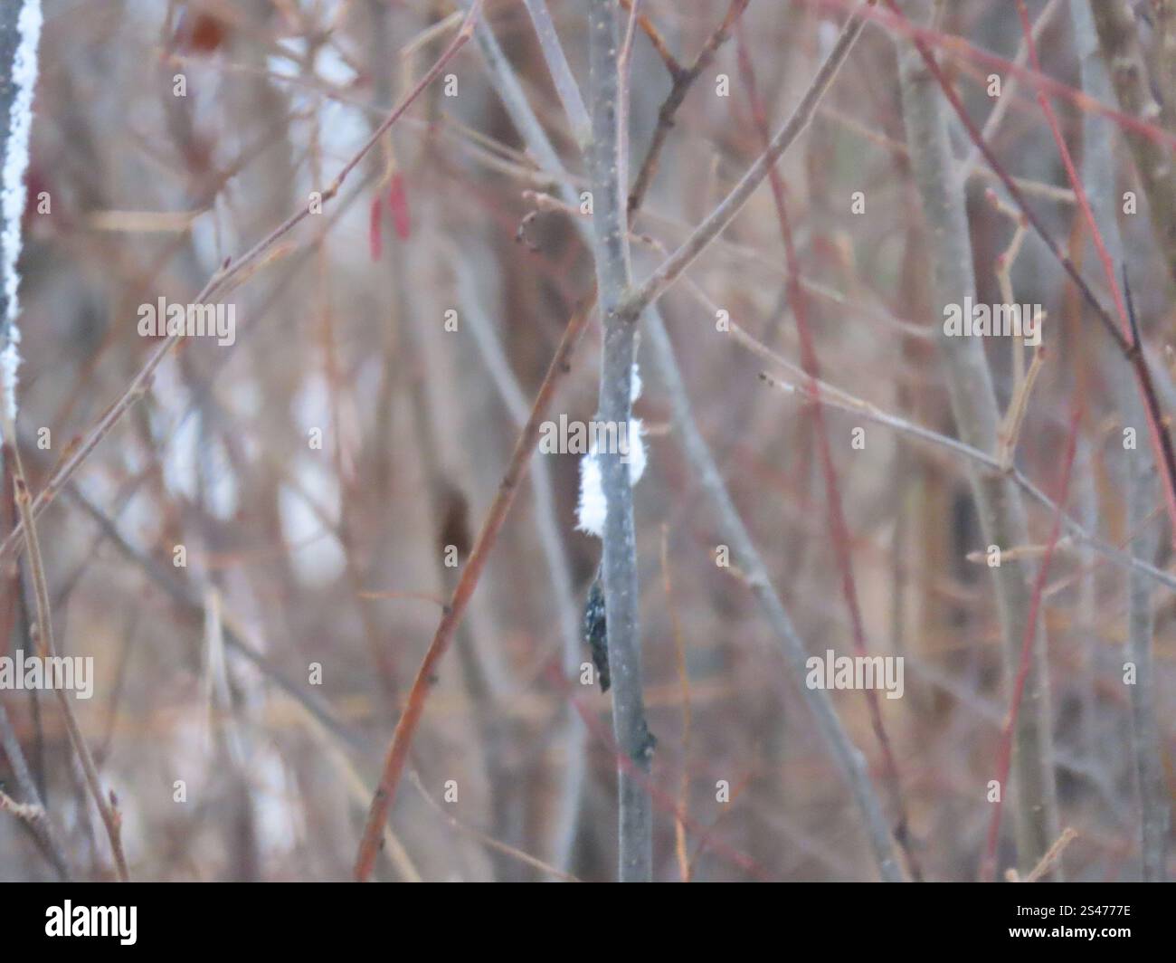 Woolly Alder Aphid (Prociphilus tessellatus Stock Photo - Alamy