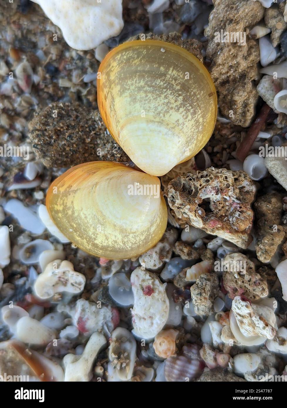 Common Egg Cockle (Laevicardium serratum Stock Photo - Alamy