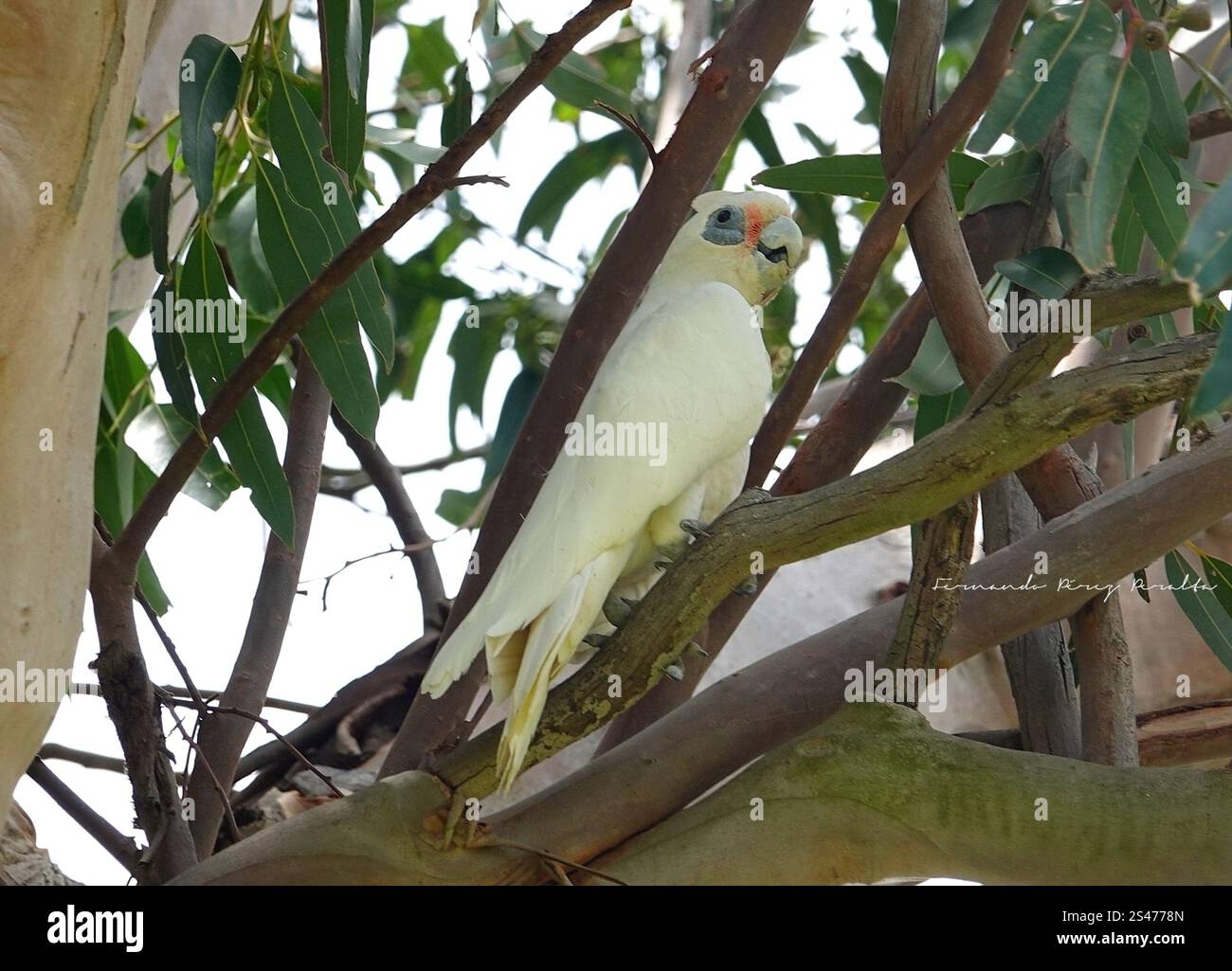 Little Corella (Cacatua sanguinea Stock Photo - Alamy