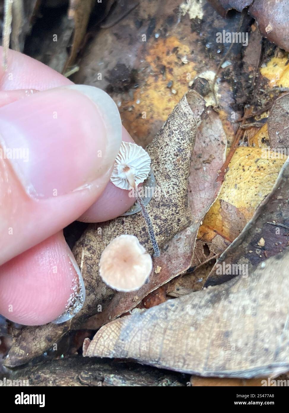 Oak-leaf Pinwheel (Collybiopsis quercophila Stock Photo - Alamy