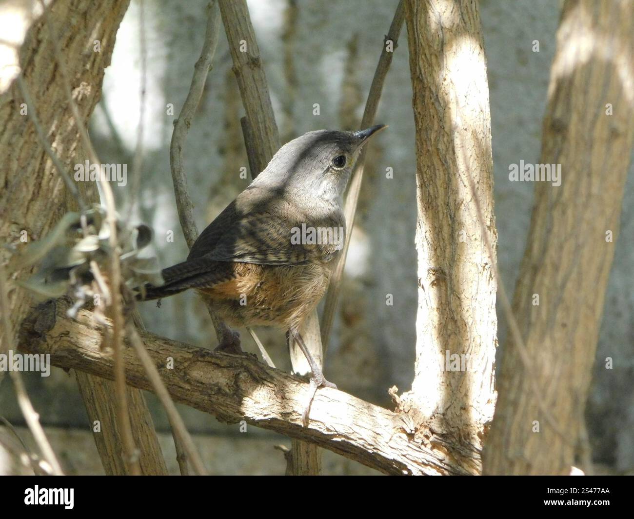Southern House Wren (Troglodytes musculus Stock Photo - Alamy