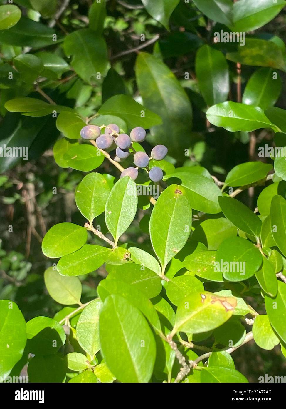 Chinese privet (Ligustrum sinense Stock Photo - Alamy