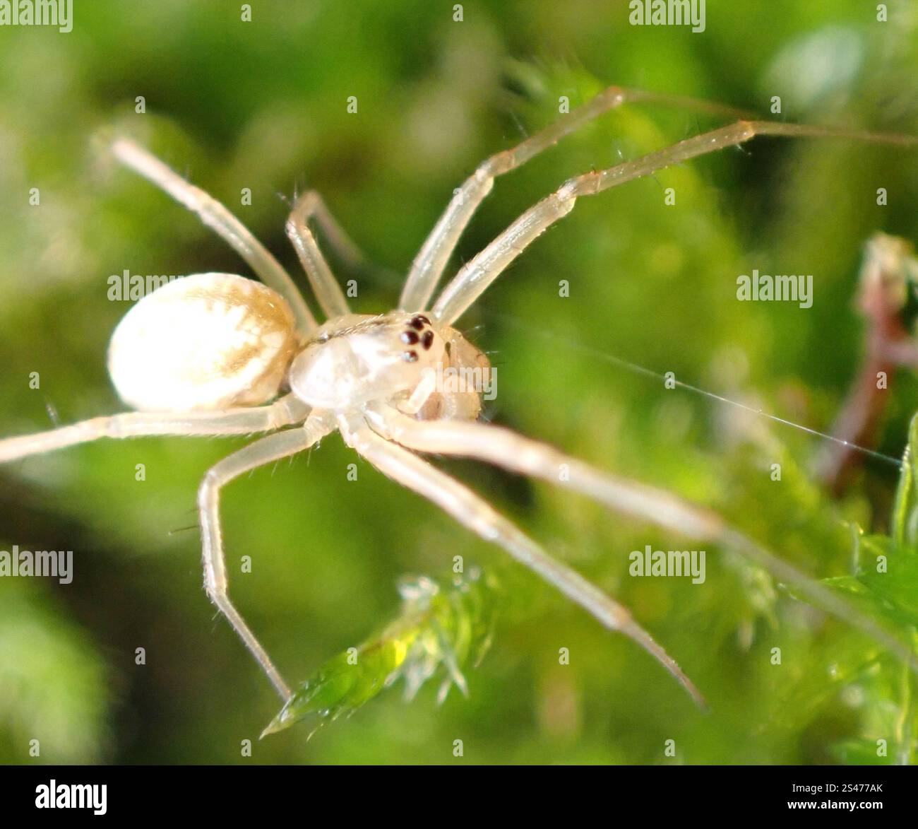 Sheetweb and Dwarf Weavers (Linyphiidae Stock Photo - Alamy