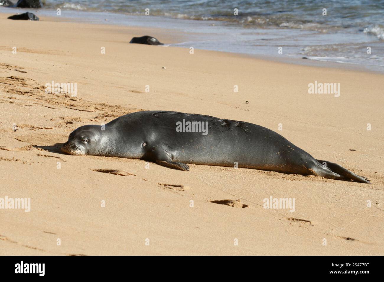 Hawaiian Monk Seal (Neomonachus schauinslandi Stock Photo - Alamy
