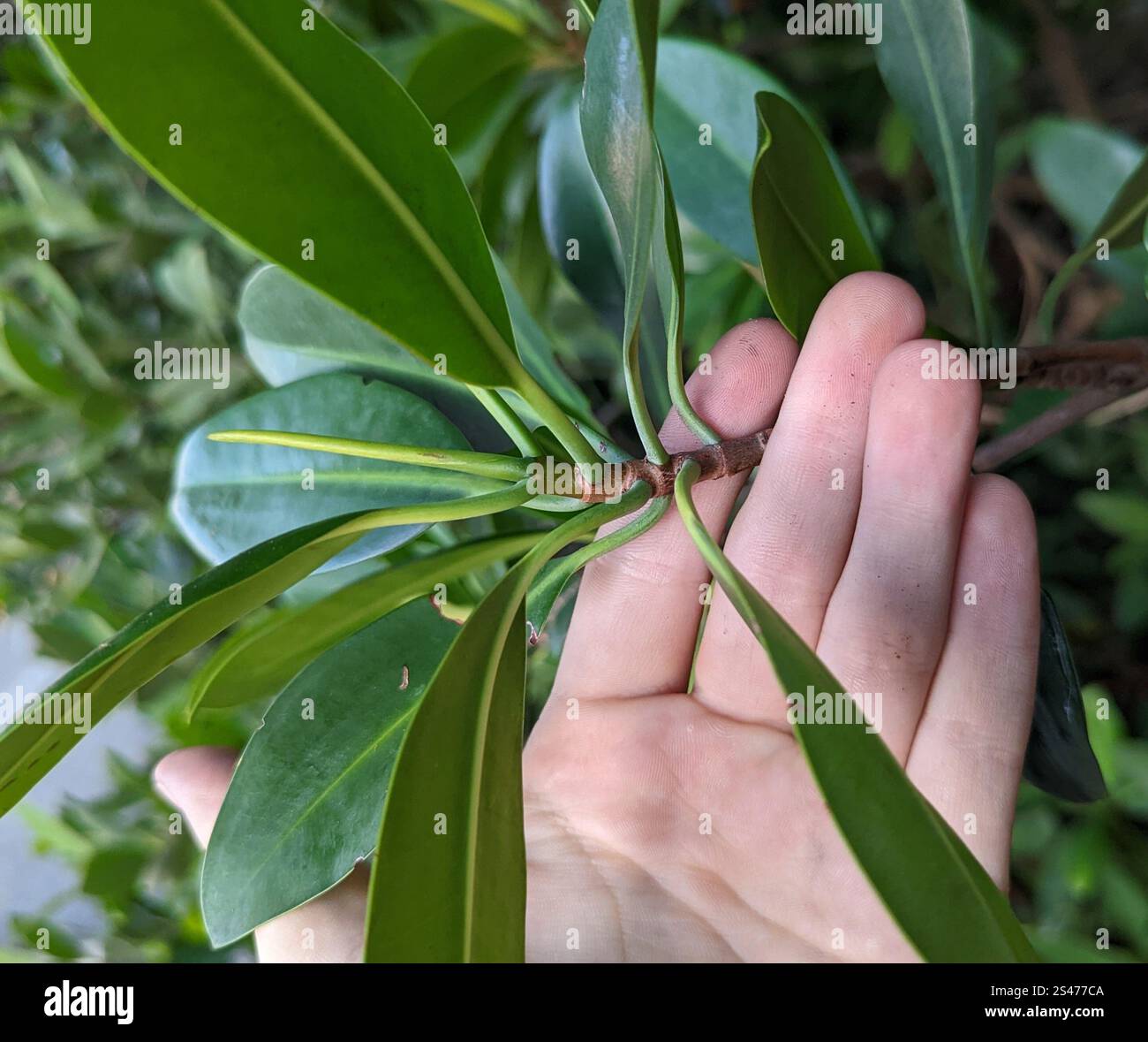 red mangrove (Rhizophora mangle Stock Photo - Alamy