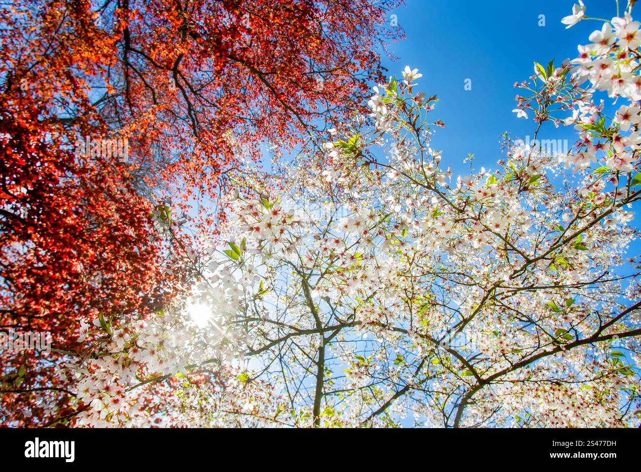 Amazing white Cherry blossom - sakura in Kaiserslautern japanese garden ...