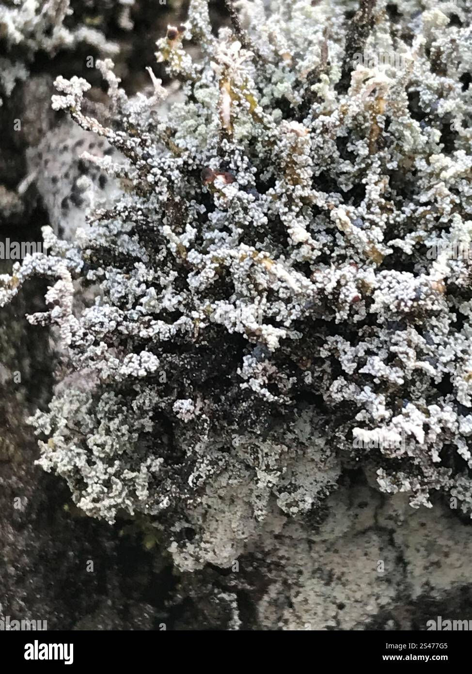 Variegated Foam Lichen (Stereocaulon vesuvianum Stock Photo - Alamy