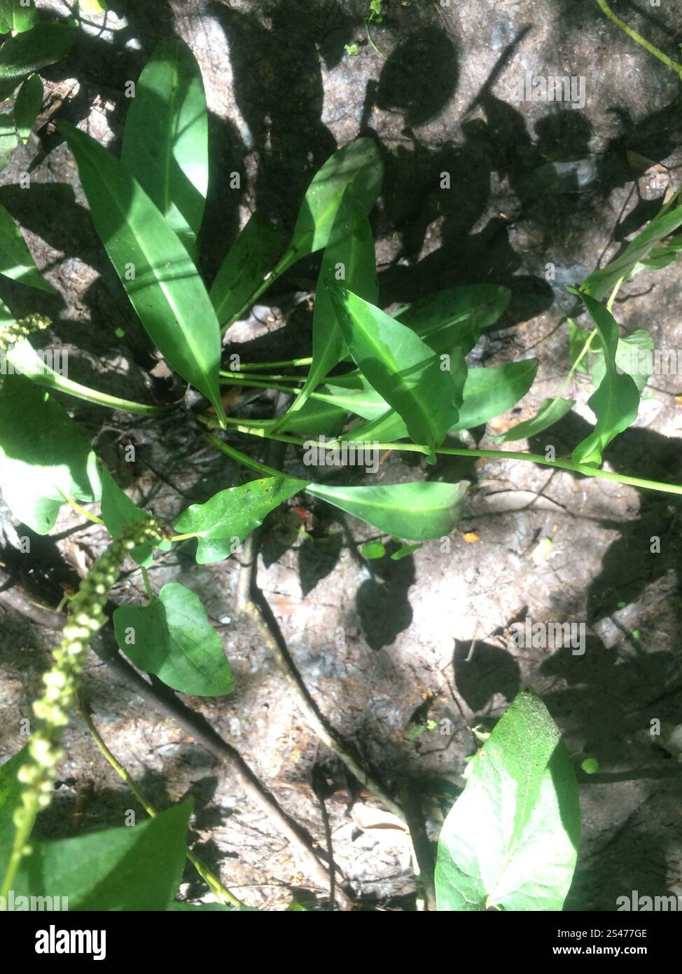 Stokes' aster (Stokesia laevis Stock Photo - Alamy