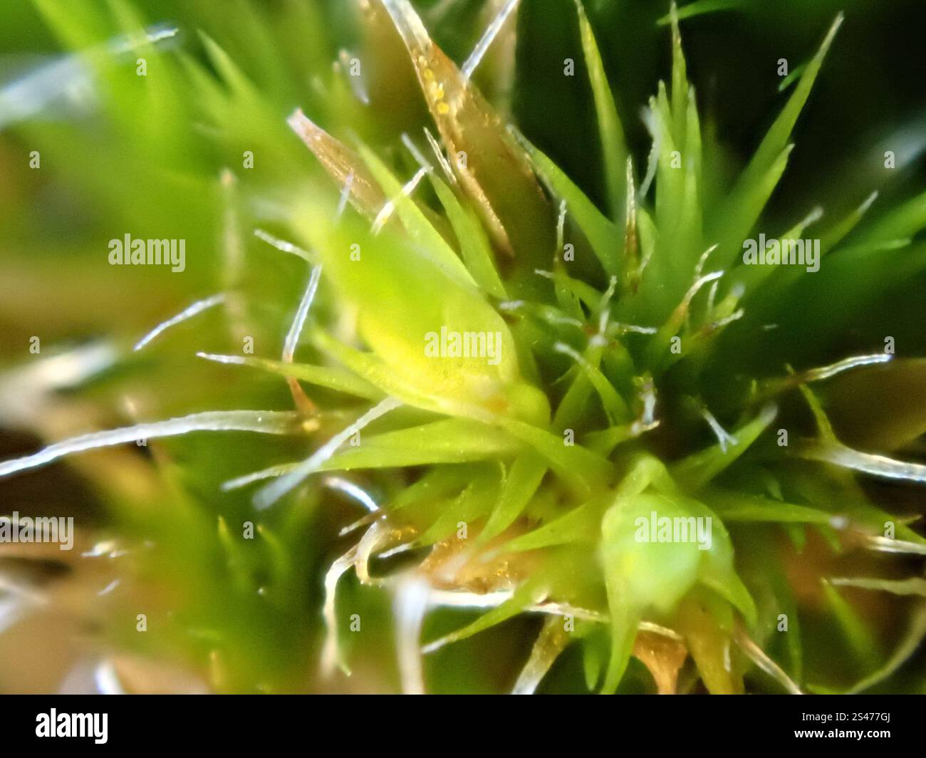 Heath Star-moss (Campylopus introflexus Stock Photo - Alamy