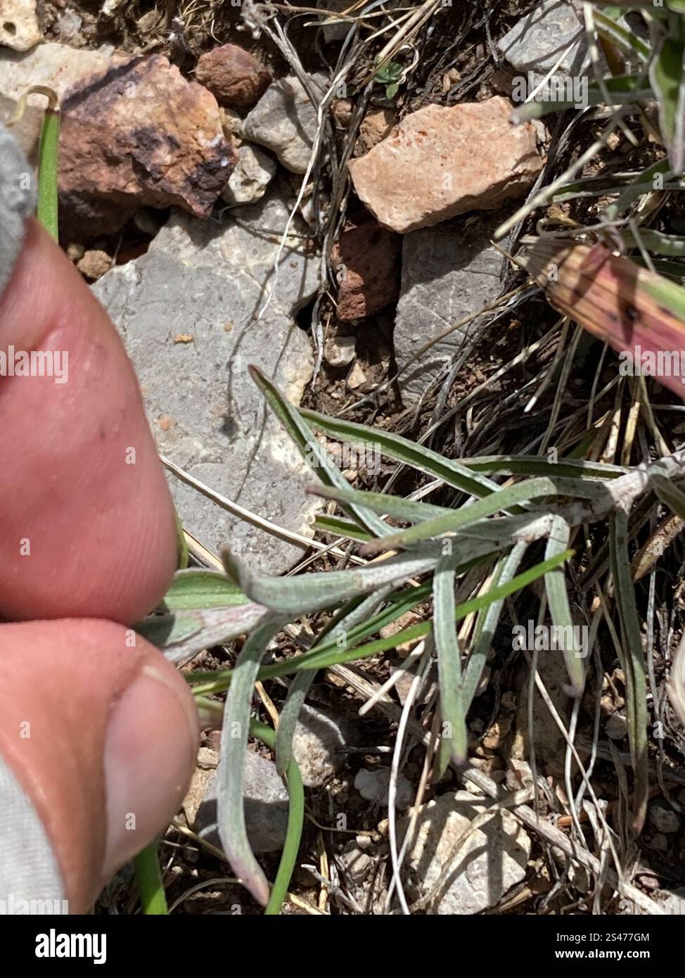 Wholeleaf Paintbrush (Castilleja integra Stock Photo - Alamy