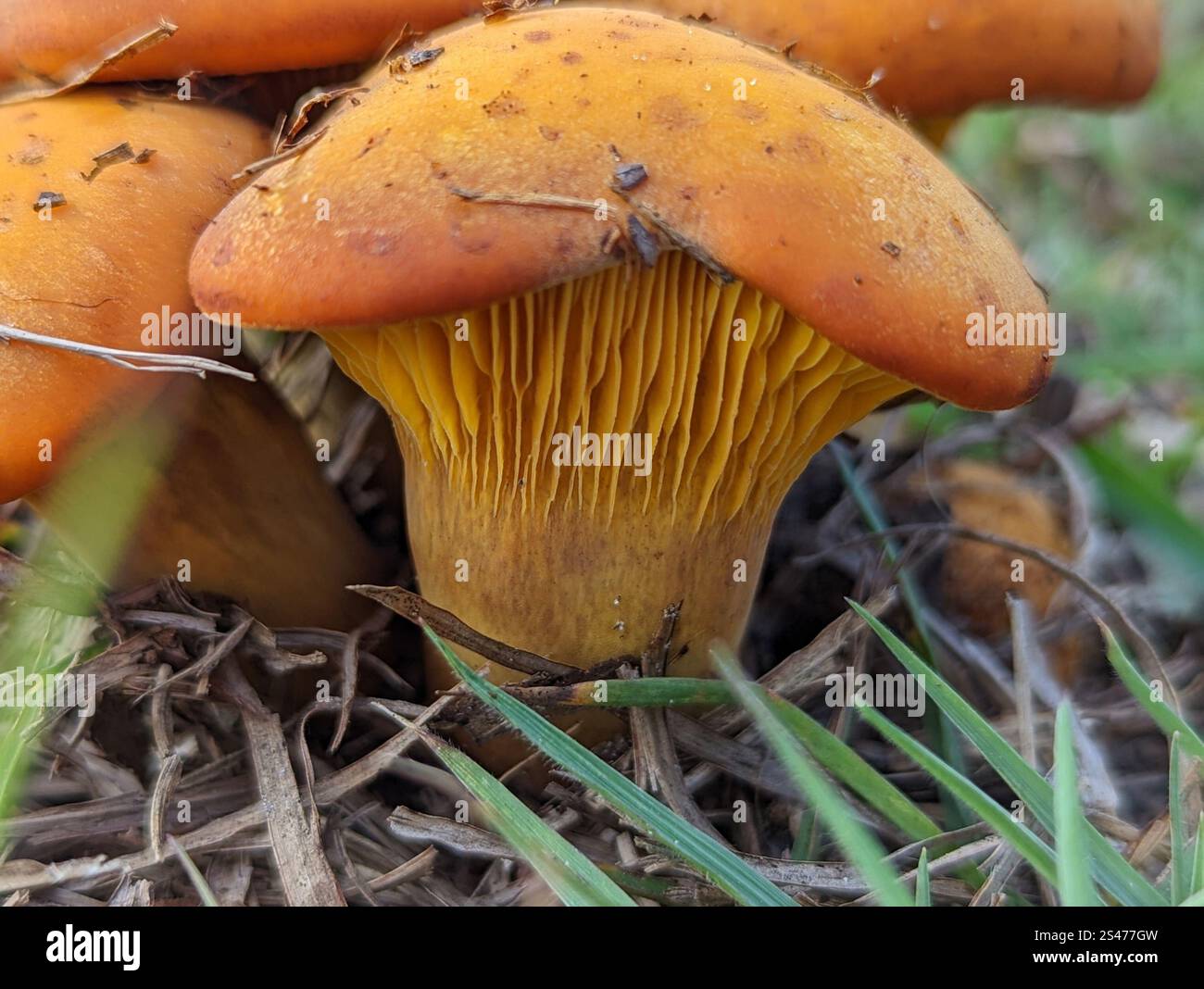 southern jack-o'-lantern (Omphalotus subilludens Stock Photo - Alamy