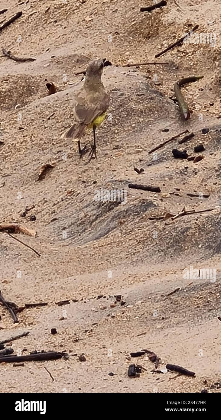 Cattle Tyrant (Machetornis rixosa Stock Photo - Alamy