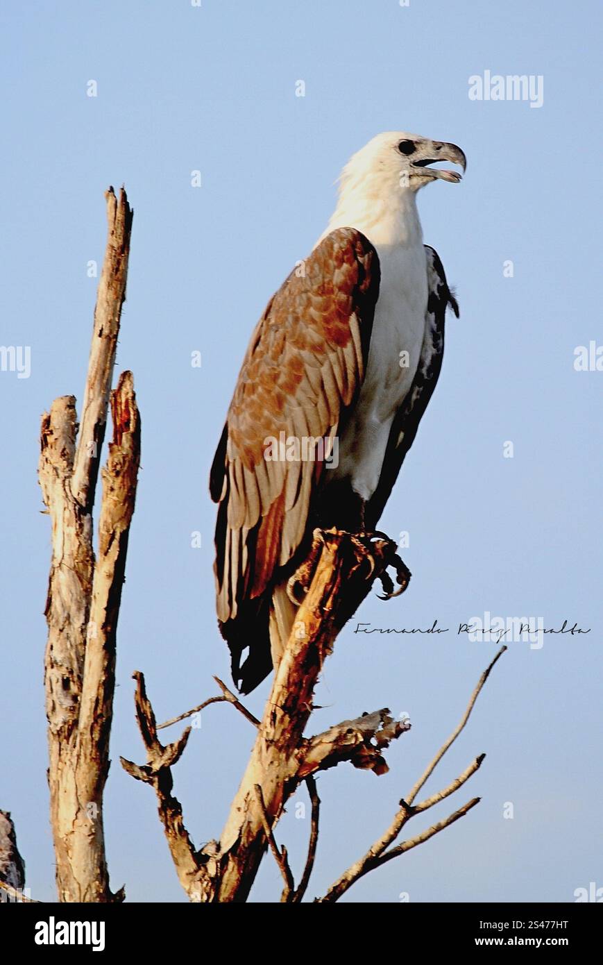 White-bellied Sea-Eagle (Icthyophaga leucogaster Stock Photo - Alamy