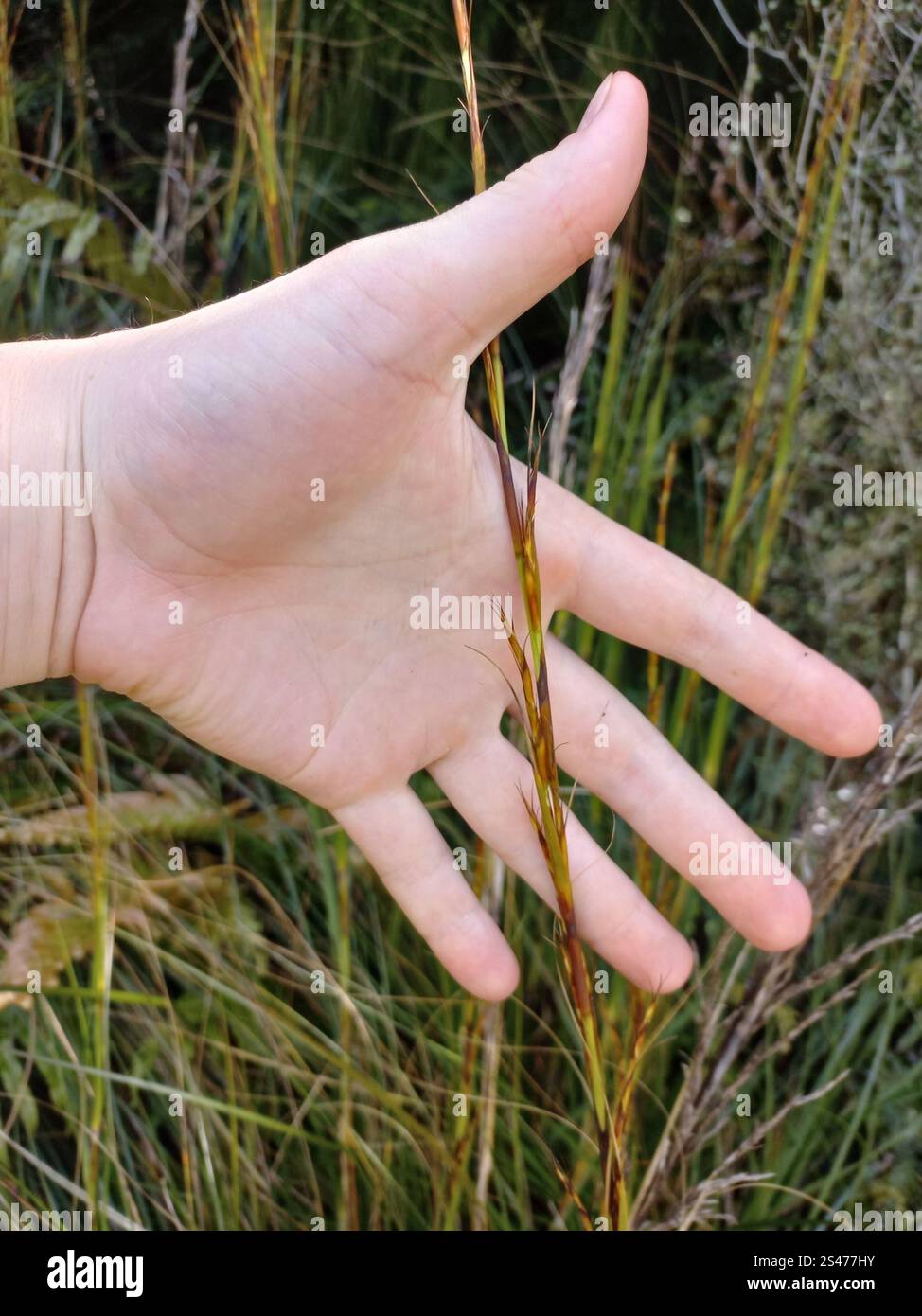 grasses, sedges, cattails, and allies (Poales Stock Photo - Alamy