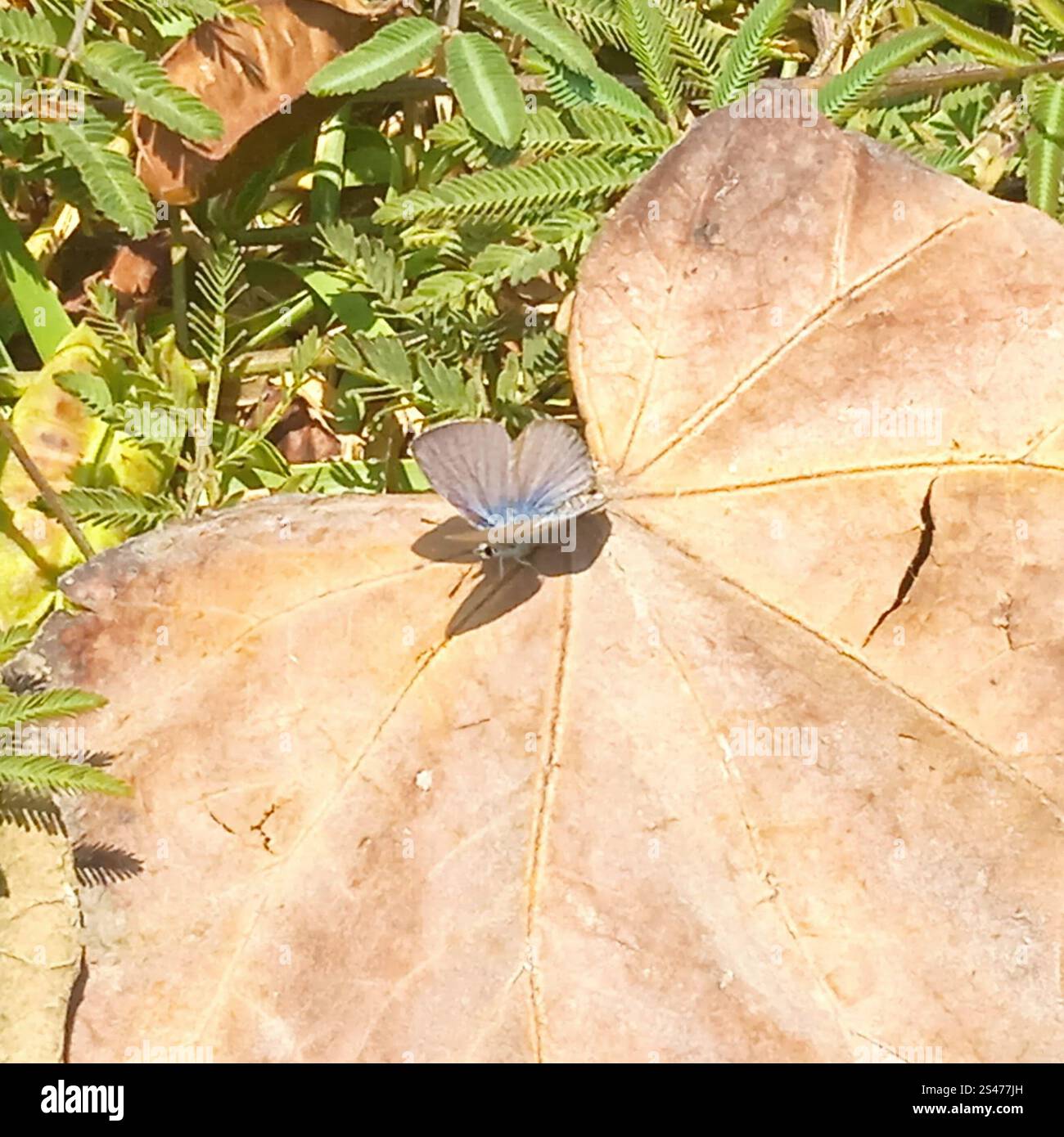 Gossamer-winged Butterflies (Lycaenidae Stock Photo - Alamy