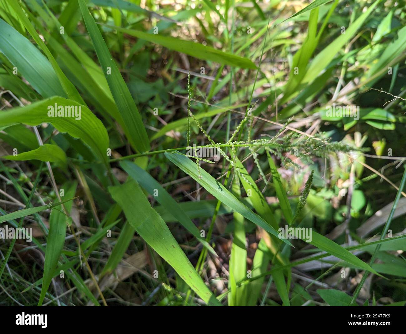 Lax Panicgrass (Steinchisma laxum Stock Photo - Alamy