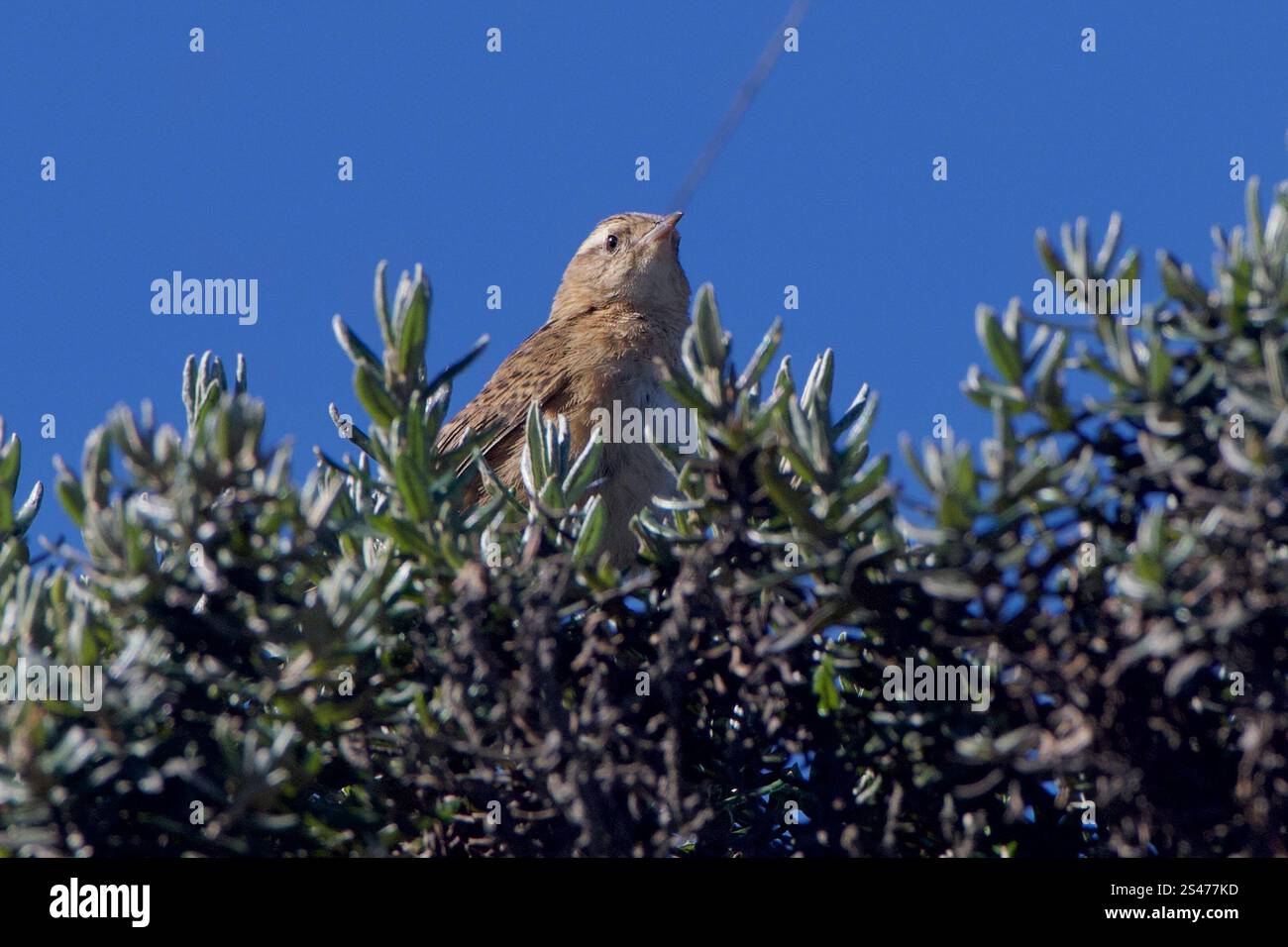 Grass Wren (Cistothorus platensis Stock Photo - Alamy