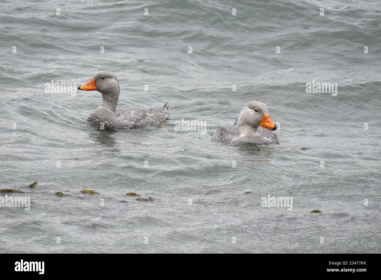 Flightless Steamer Duck (Tachyeres pteneres Stock Photo - Alamy