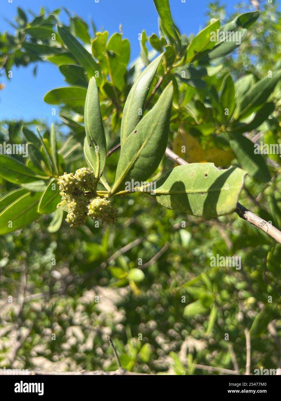 Green Buttonwood (Conocarpus erectus Stock Photo - Alamy