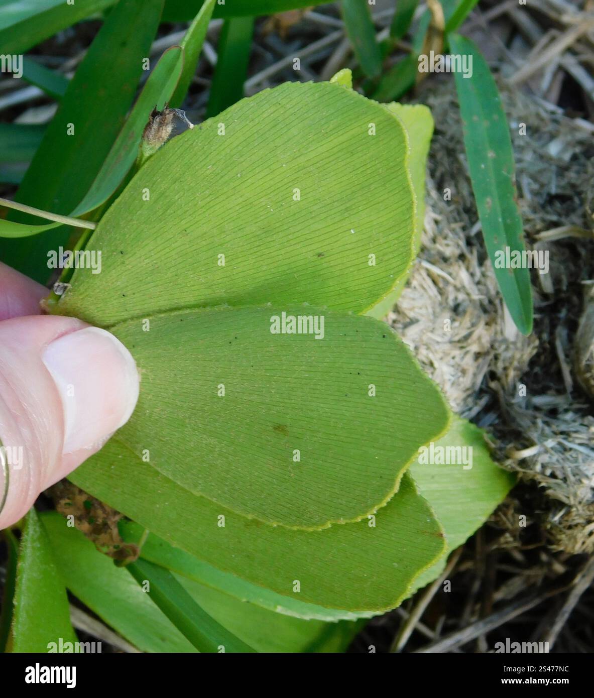 cardboard cycad (Zamia furfuracea Stock Photo - Alamy