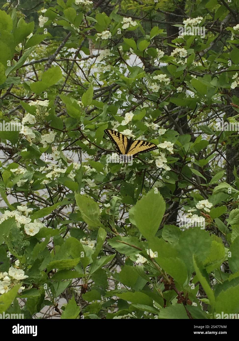 Canadian Tiger Swallowtail (Papilio canadensis Stock Photo - Alamy