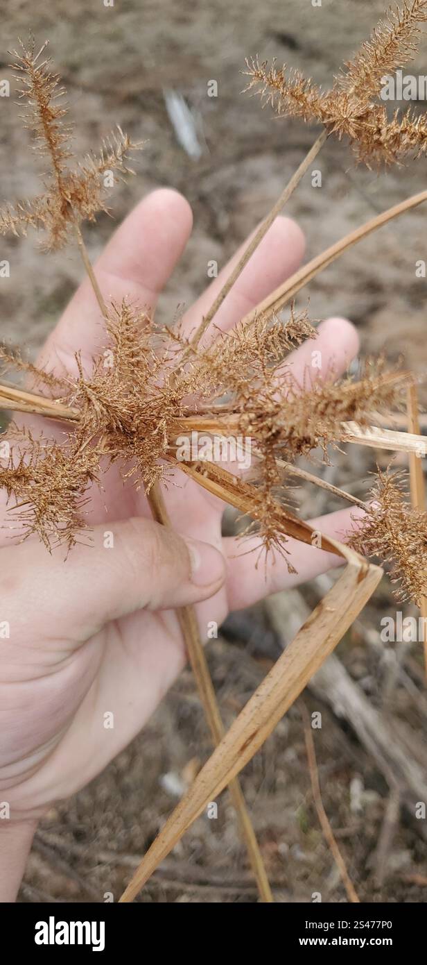 Fragrant flatsedge (Cyperus odoratus Stock Photo - Alamy