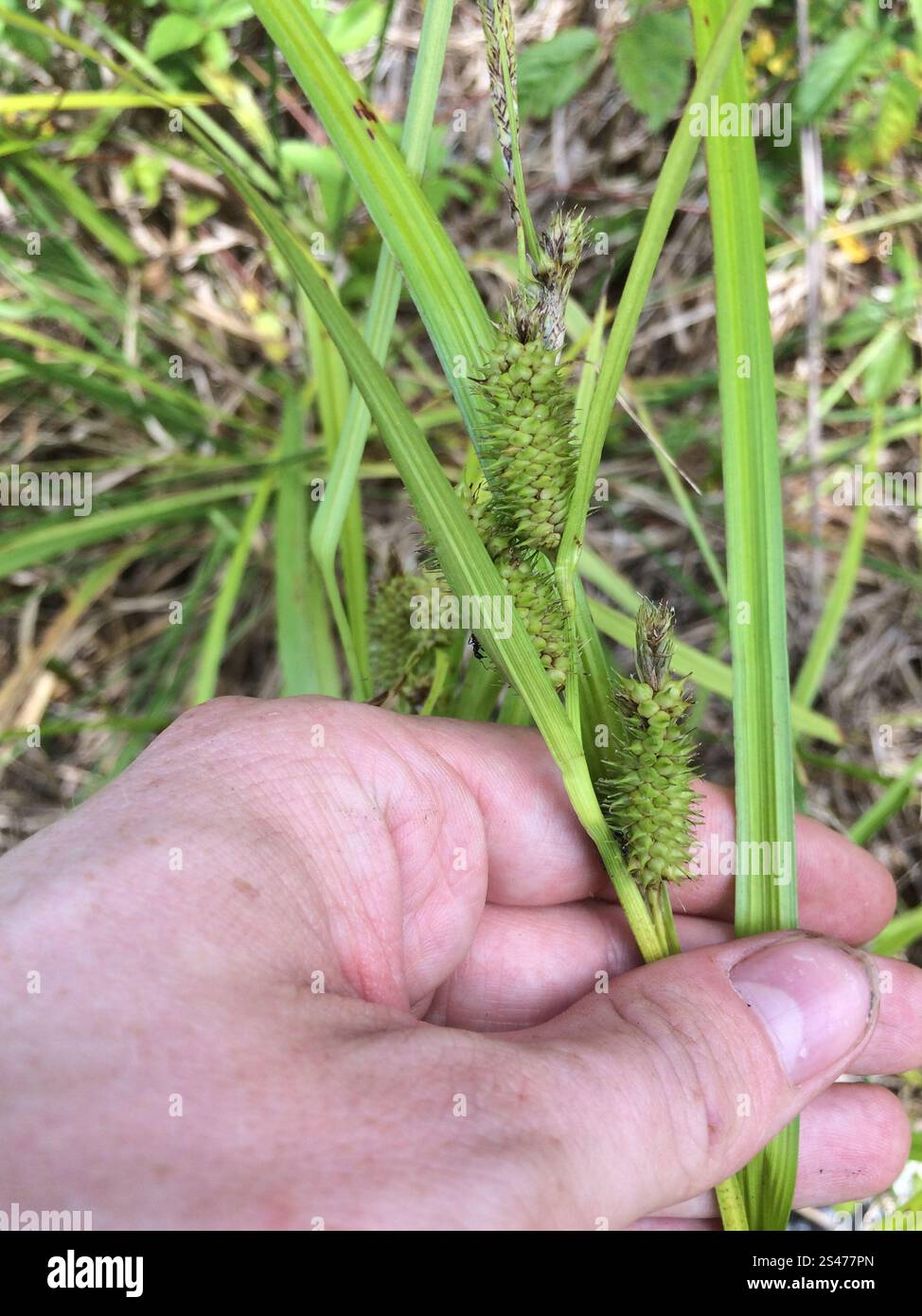 golden cattail sedge (Carex aureolensis Stock Photo - Alamy
