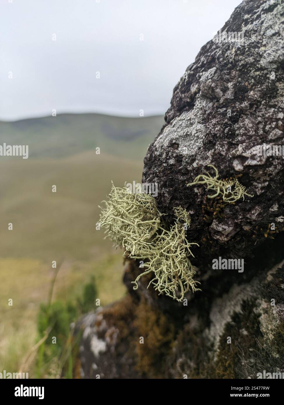 bushy lichens, sea-fog lichens, and allies (Ramalinaceae Stock Photo ...