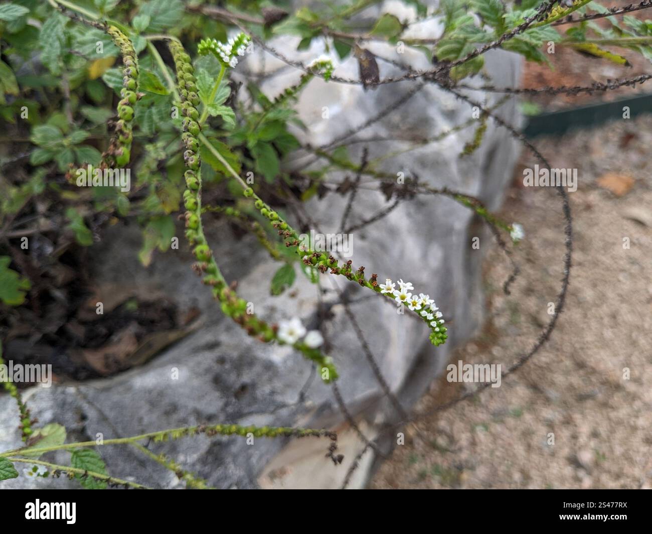 Scorpion's-tail (Heliotropium angiospermum Stock Photo - Alamy