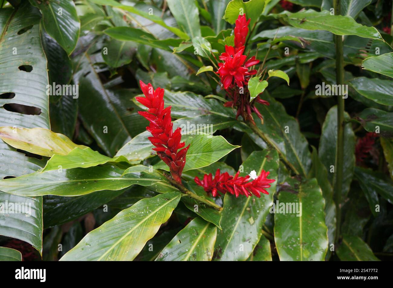 Red Ginger (Alpinia purpurata Stock Photo - Alamy